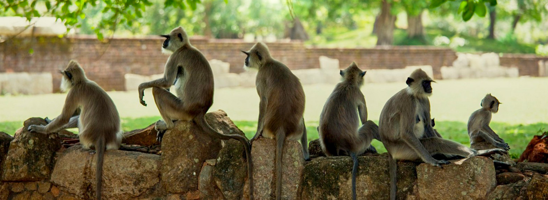 Sri Lanka’s Monkey Kingdom
